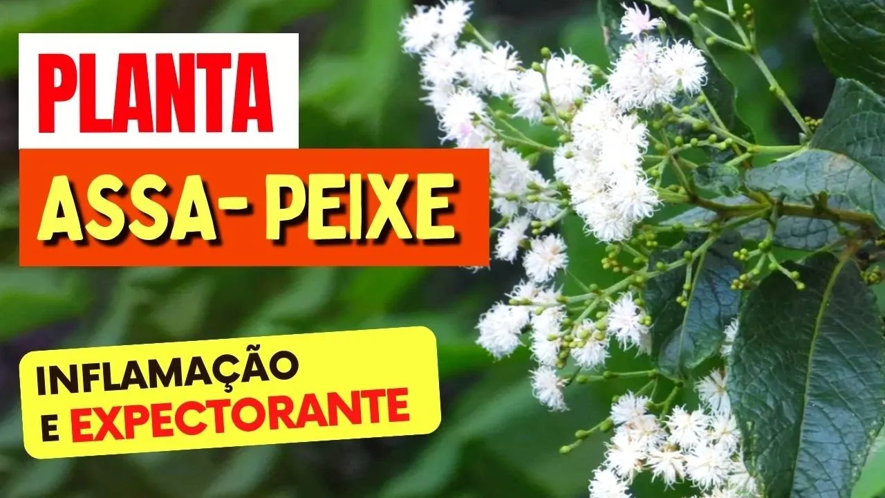 Planta para INFLAMAÇÃO, EXPECTORANTE, DESINCHAR e mais – Benefícios da ...